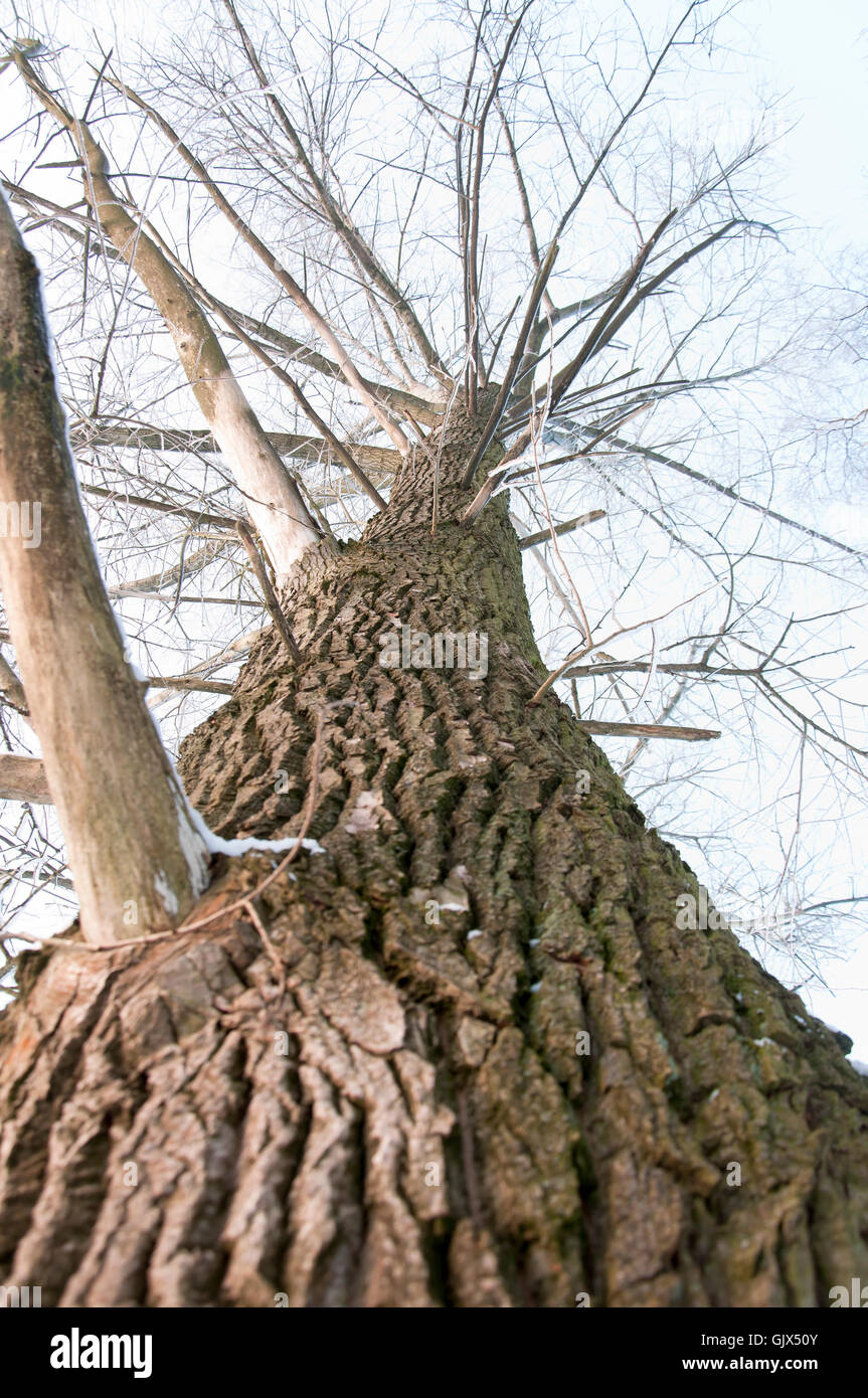 Tree without the leaves Stock Photo - Alamy