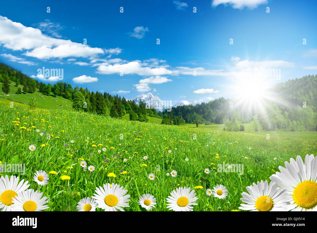 alps summer summerly Stock Photo - Alamy