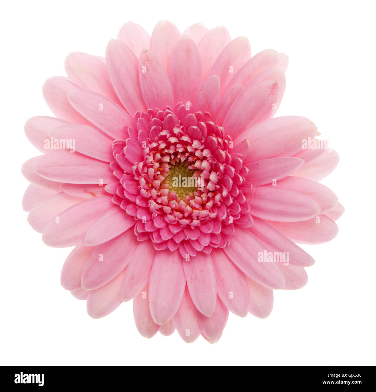 Garden spring plant Cut Out Stock Images & Pictures - Alamy