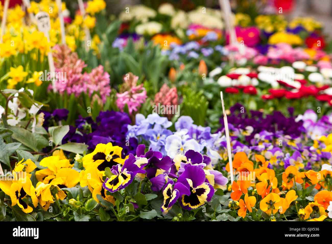 flower plant bloom Stock Photo - Alamy