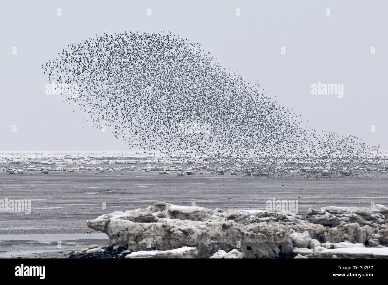 Swarm of birds hi-res stock photography and images - Alamy