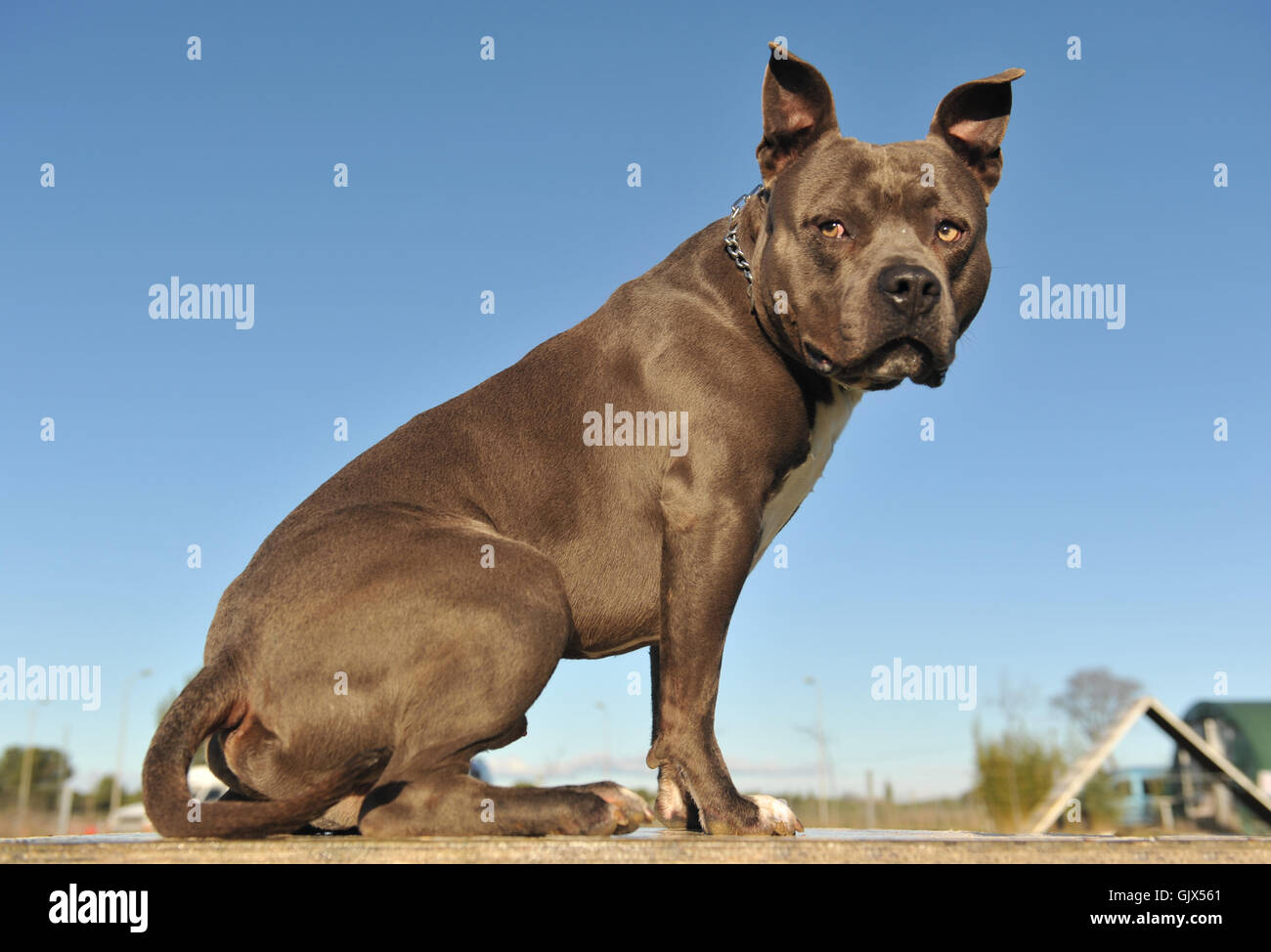 american bull dog Stock Photo - Alamy