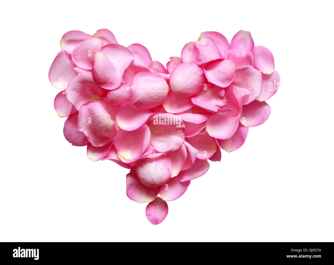 Love rose Cut Out Stock Images & Pictures - Alamy