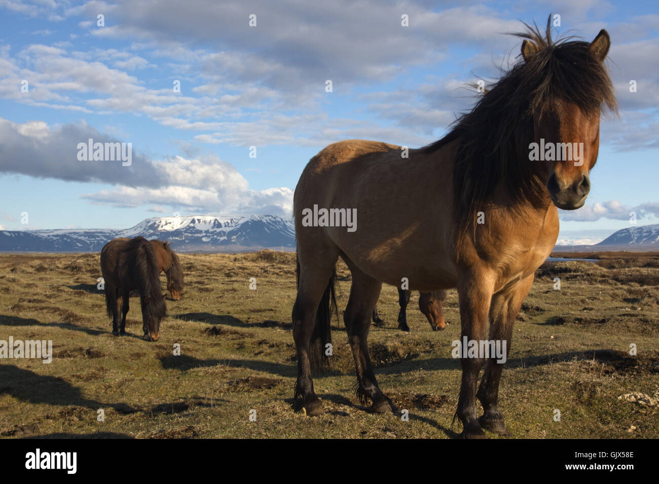 horse animal pony Stock Photo - Alamy
