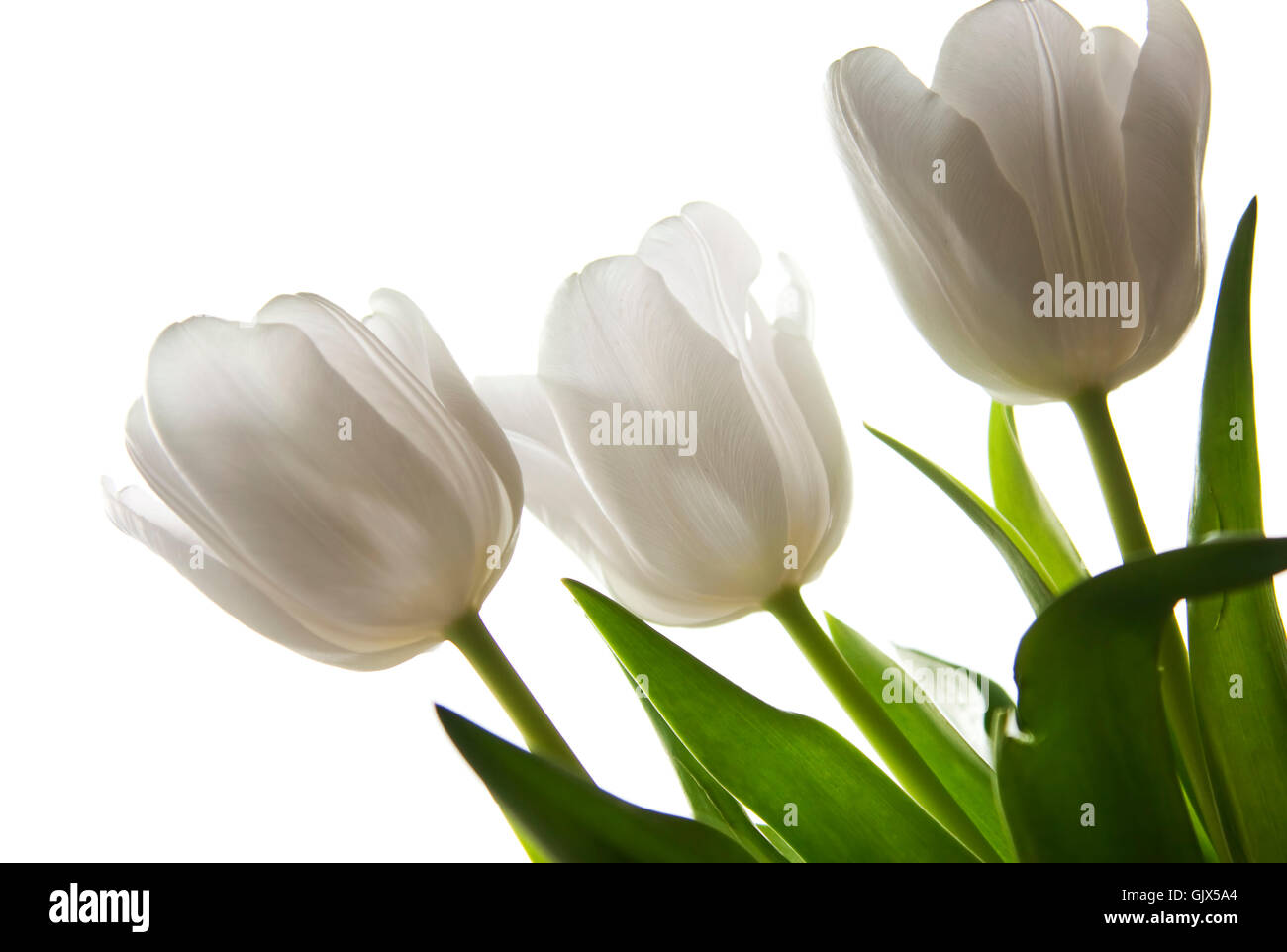 flower plant spring Stock Photo - Alamy