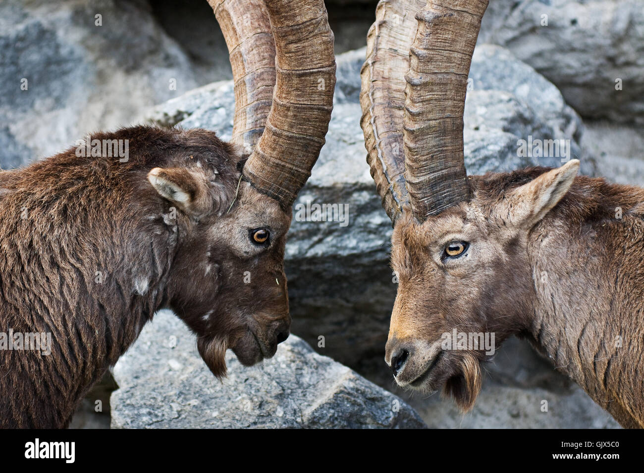 mountains animal alps Stock Photo - Alamy