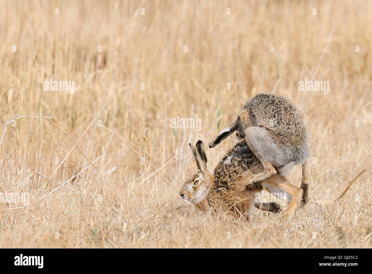 Rammeln High Resolution Stock Photography and Images - Alamy