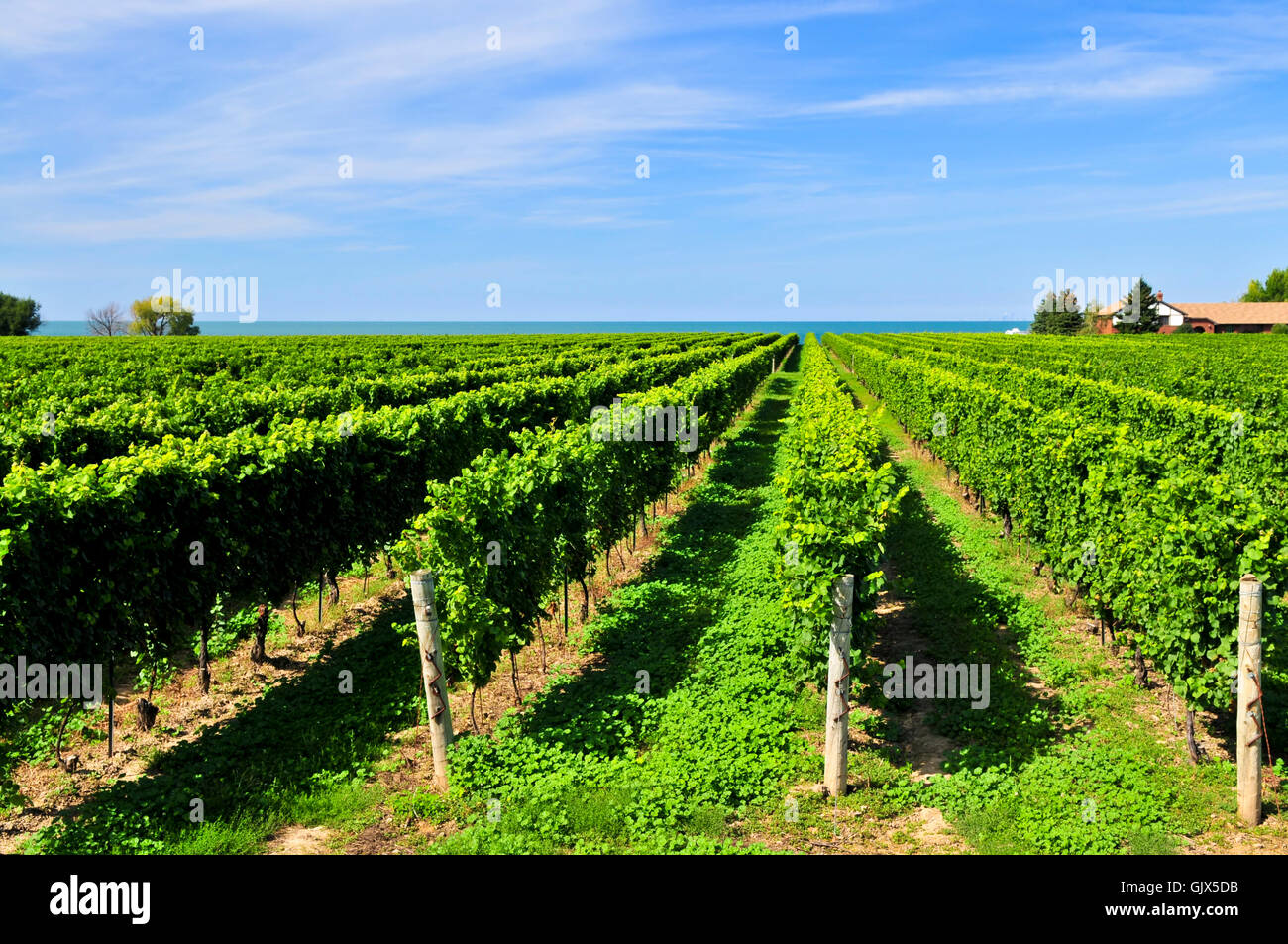 agriculture farming grapes Stock Photo - Alamy