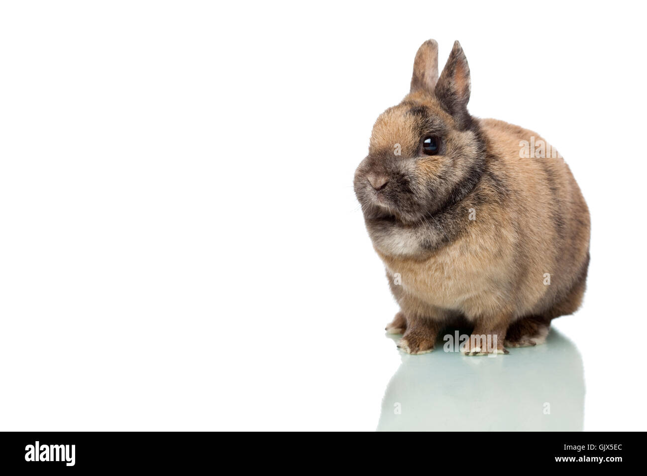 Dots Rabbit High Resolution Stock Photography and Images - Alamy