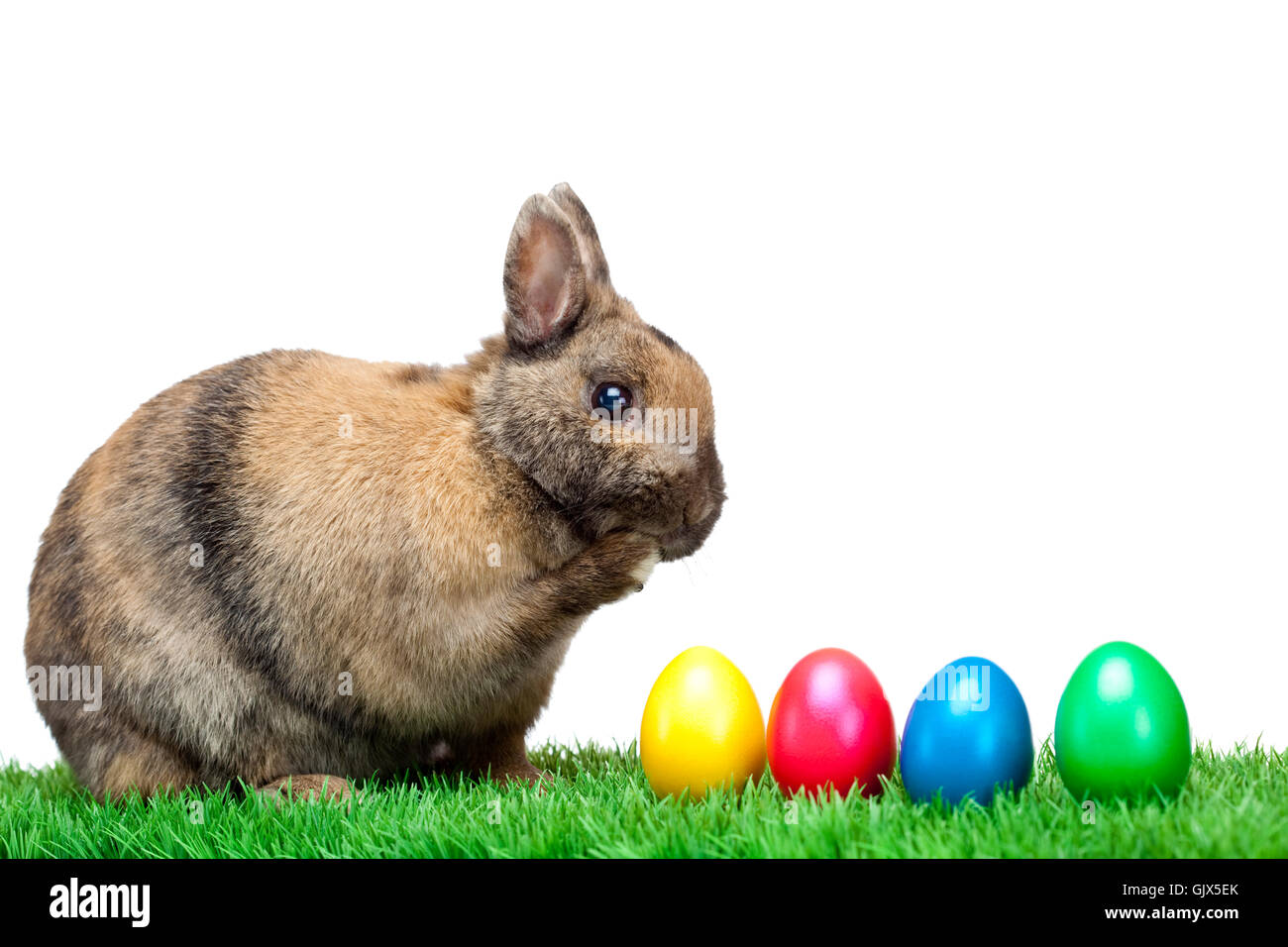 Cute rabbits studio hi-res stock photography and images - Alamy