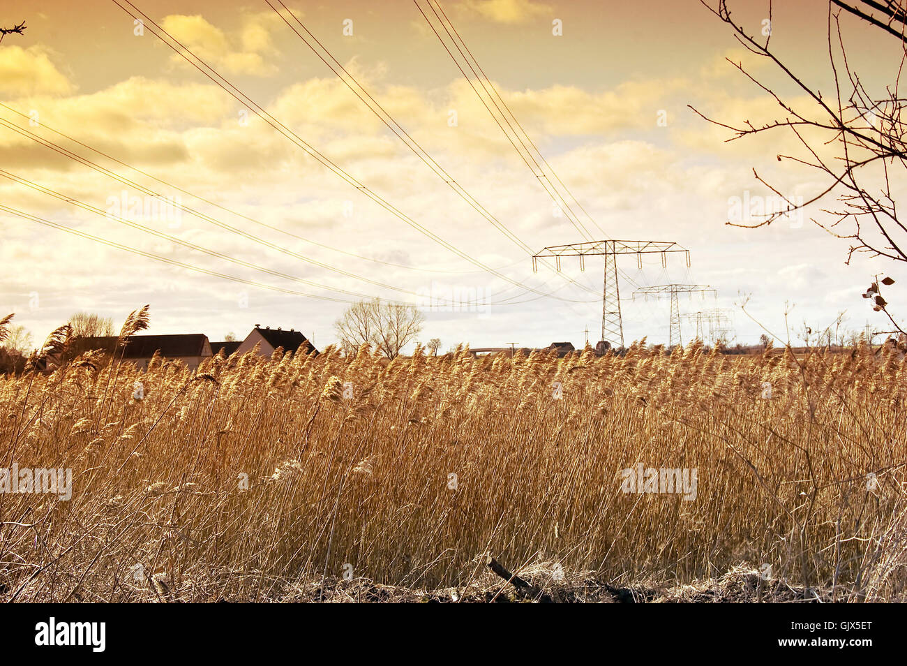 reed energy power Stock Photo - Alamy