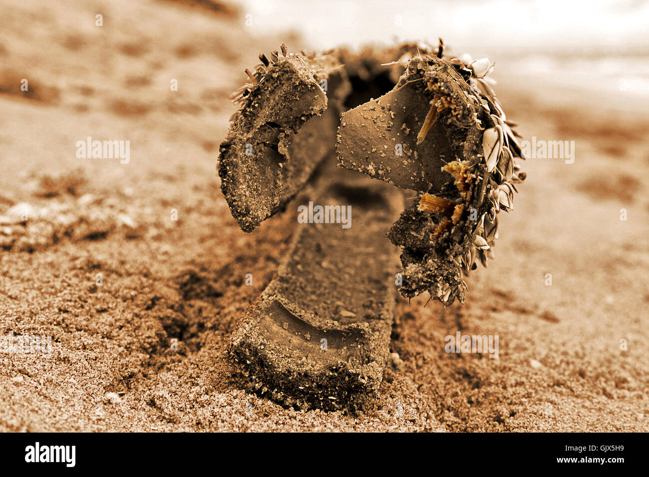 Split palm tree covered with seashells on a beach Stock Photo - Alamy