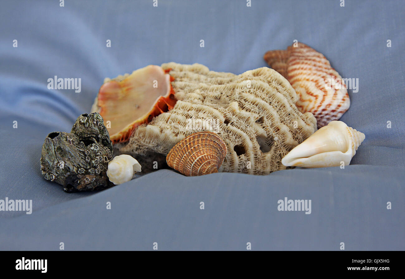 A small collection of seashells on light blue Stock Photo - Alamy