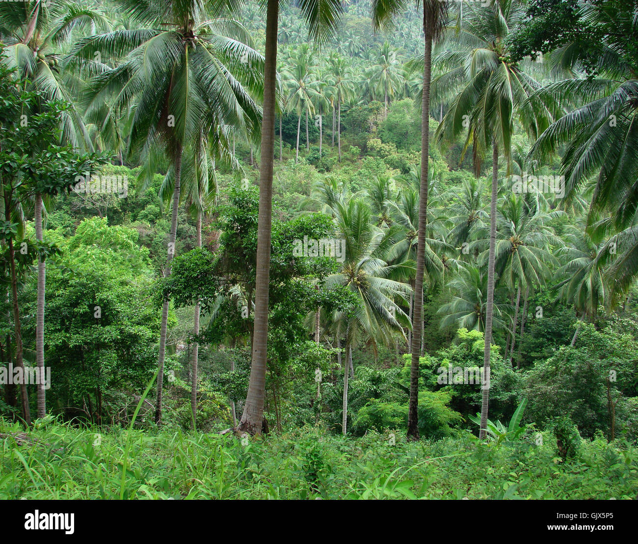 Virgin forest hi-res stock photography and images - Alamy
