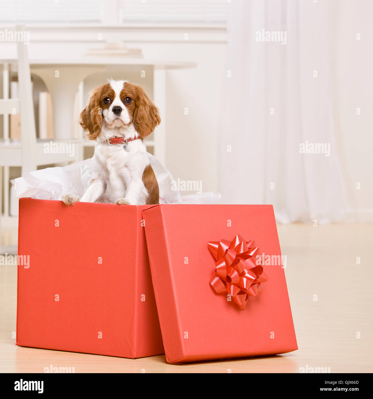 present inside lifestyle Stock Photo - Alamy