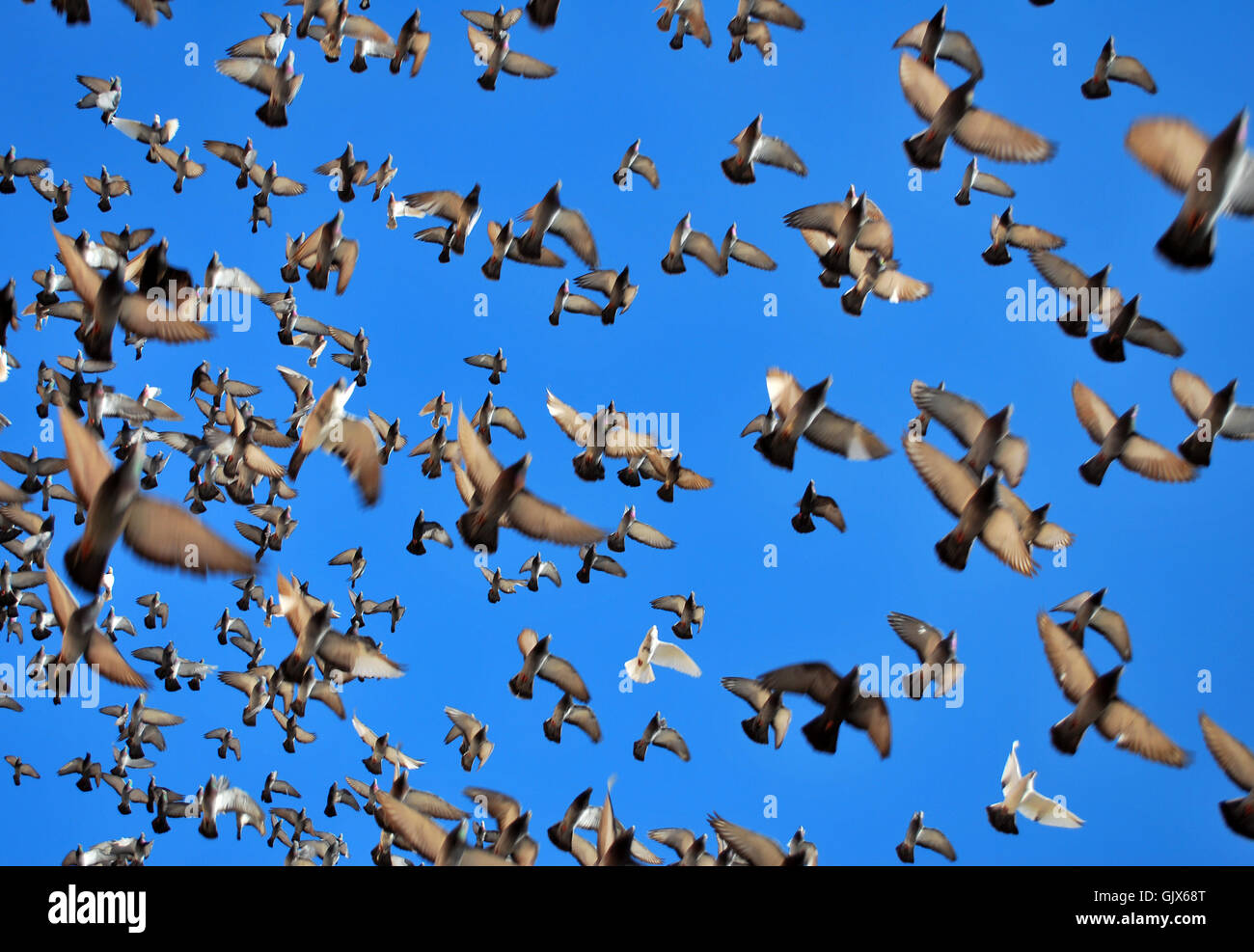 many flying pigeons Stock Photo - Alamy