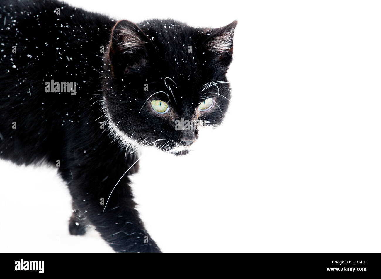 Black cat at snow Stock Photo - Alamy
