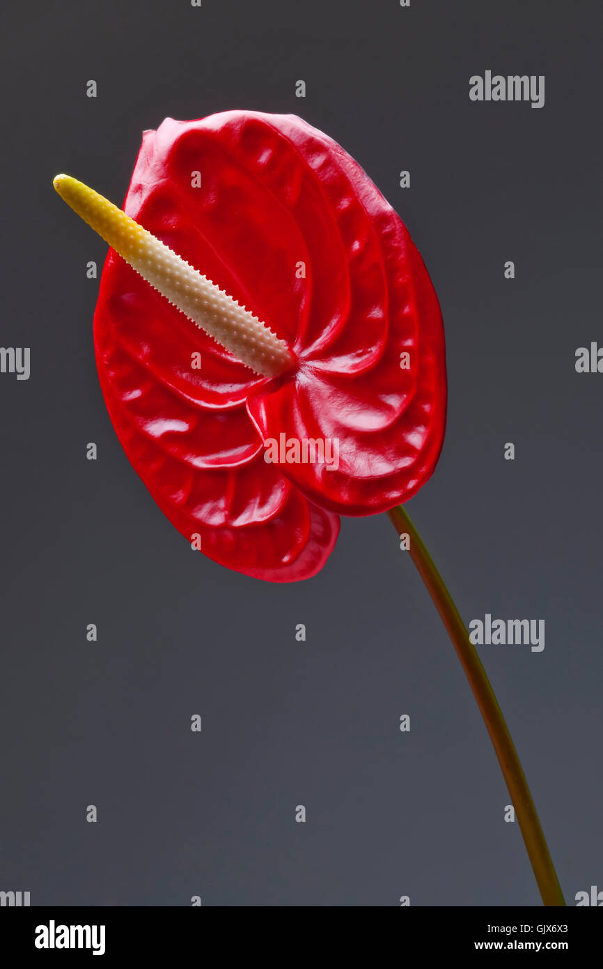 Anthurium by gardens hi-res stock photography and images - Alamy