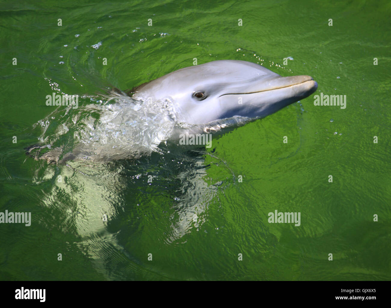 Dolphin teeth hi-res stock photography and images - Alamy