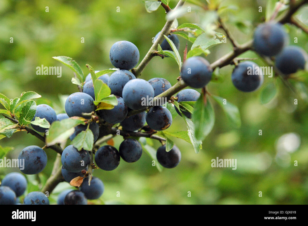blue branch shrub Stock Photo - Alamy
