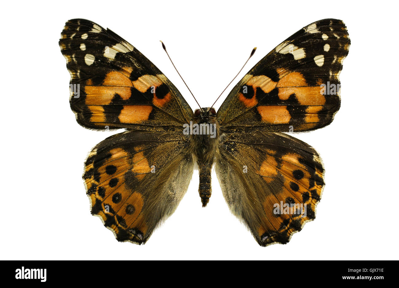 Insect pollination closeup Cut Out Stock Images & Pictures - Alamy