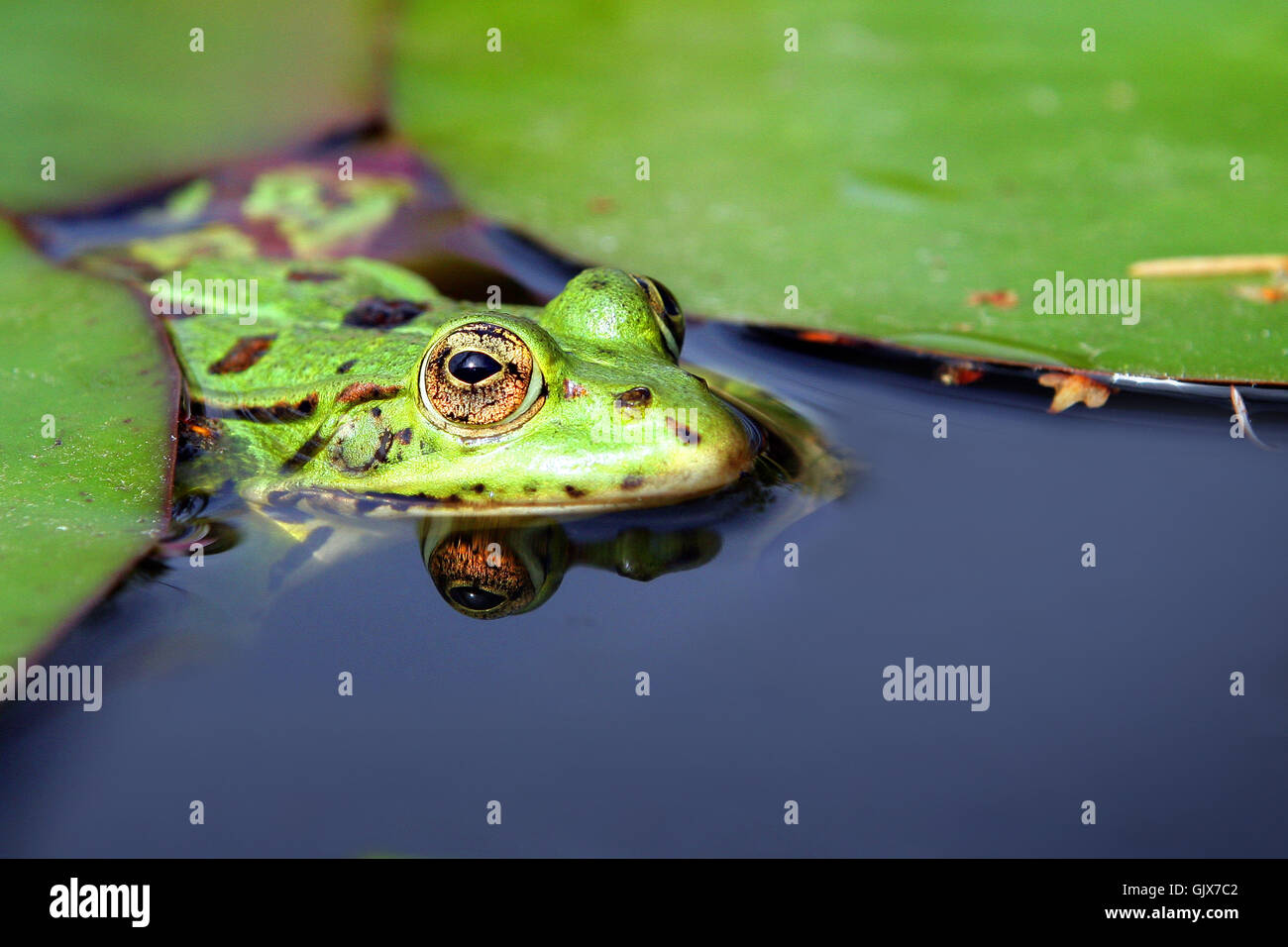 amphibian frog in water Stock Photo - Alamy