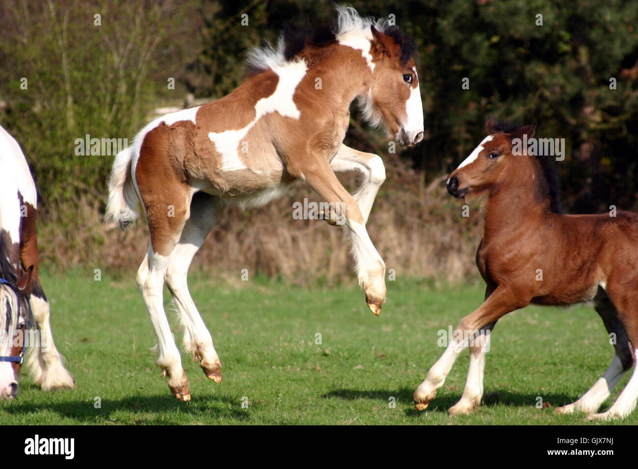 Braunschecke hi-res stock photography and images - Alamy