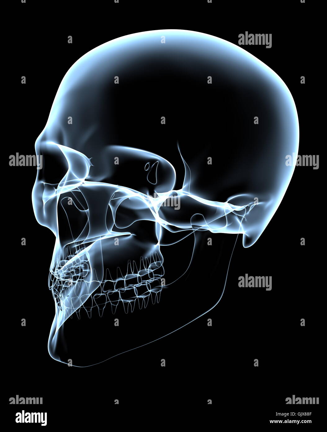 Human Skull - X-Ray Oblique Projection Stock Photo - Alamy