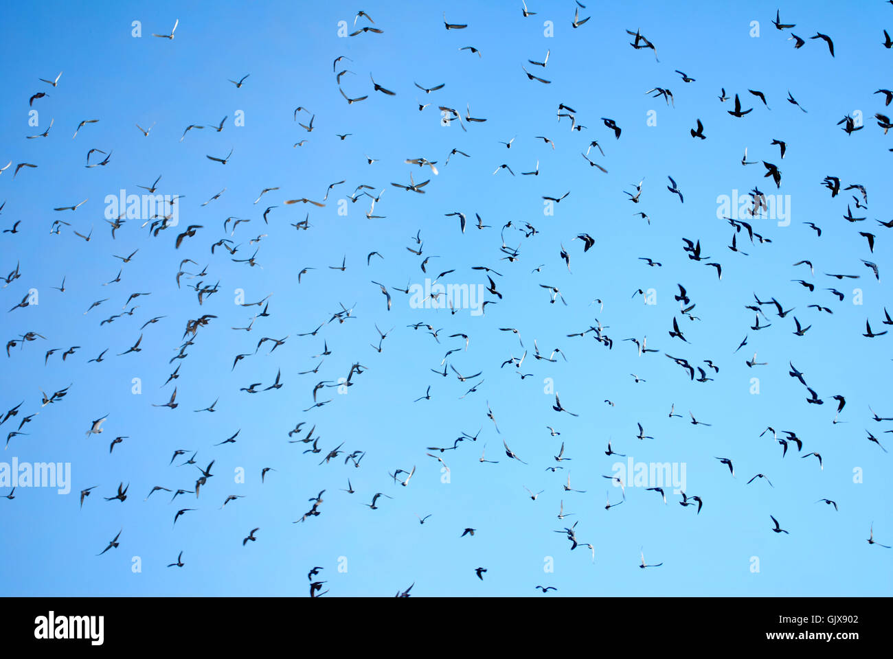 many flying pigeons Stock Photo - Alamy
