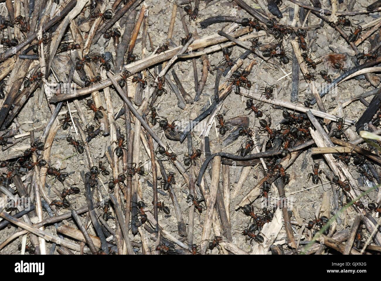 Ants building skills hi-res stock photography and images - Alamy