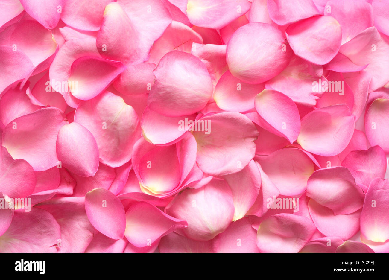 Rose Petals Background Stock Photo - Alamy