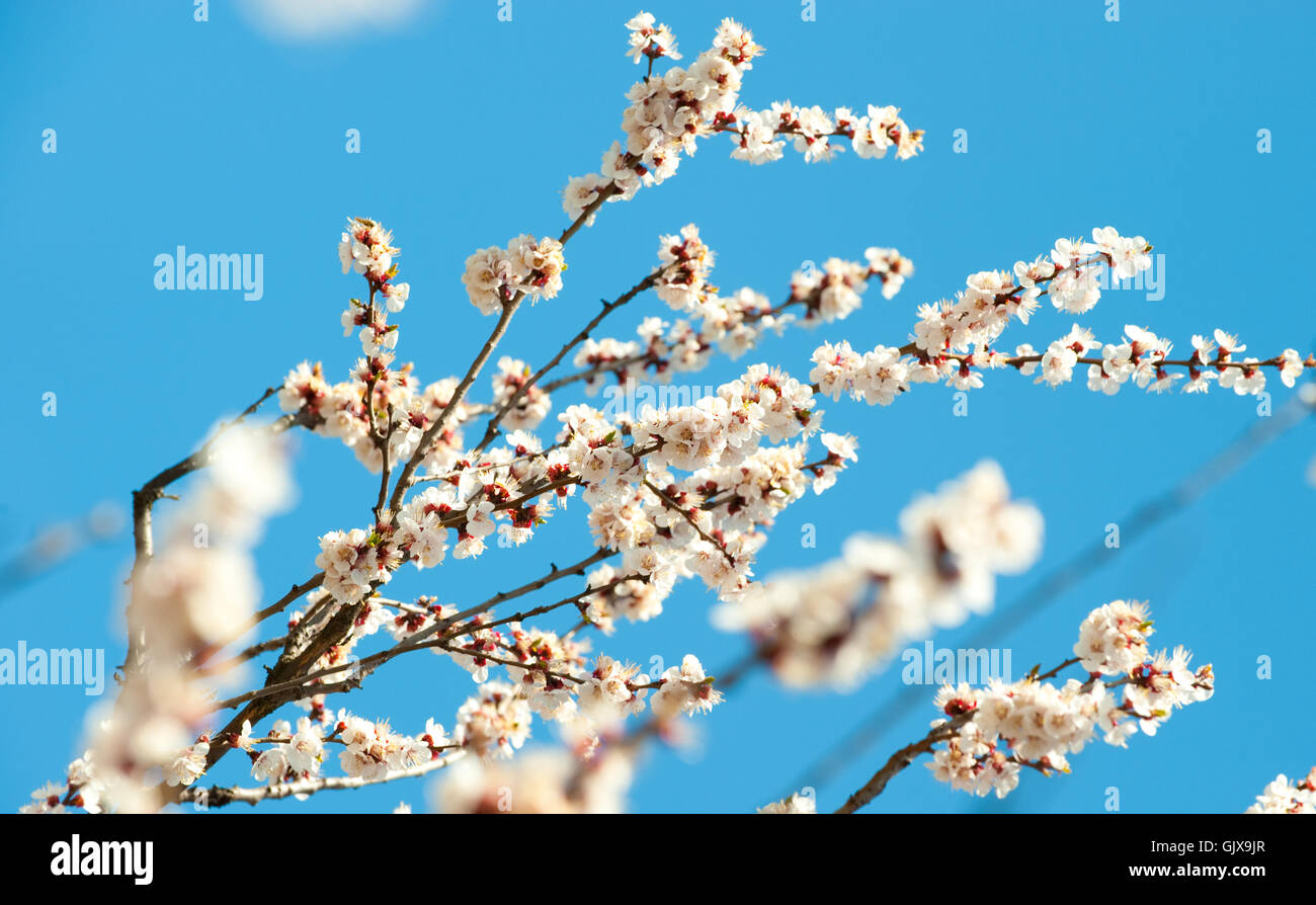 Blossoming branches of a tree Stock Photo - Alamy