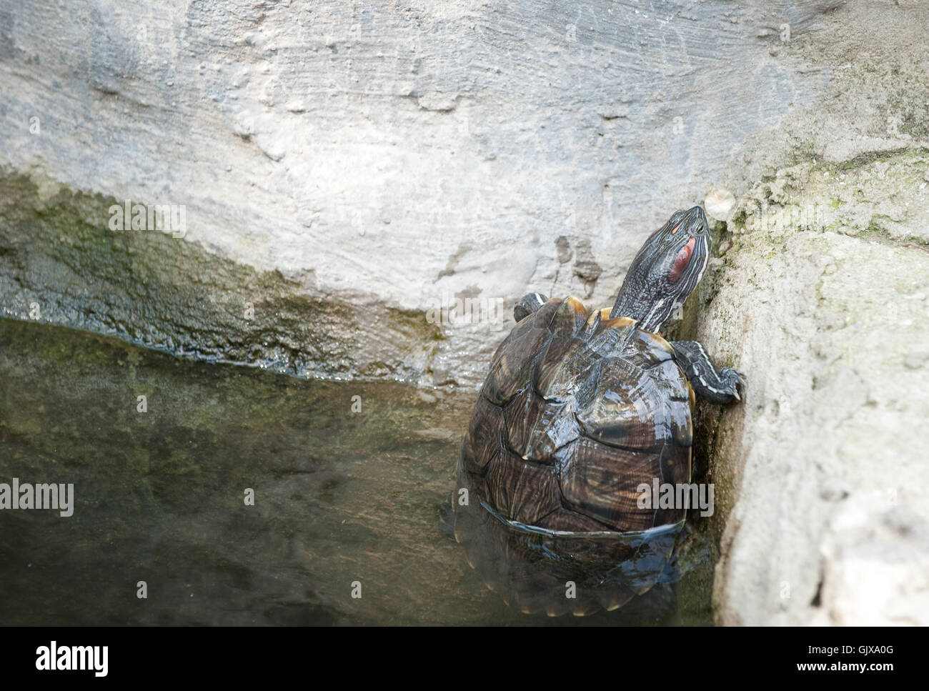 Turtle walking on rock water hi-res stock photography and images - Alamy
