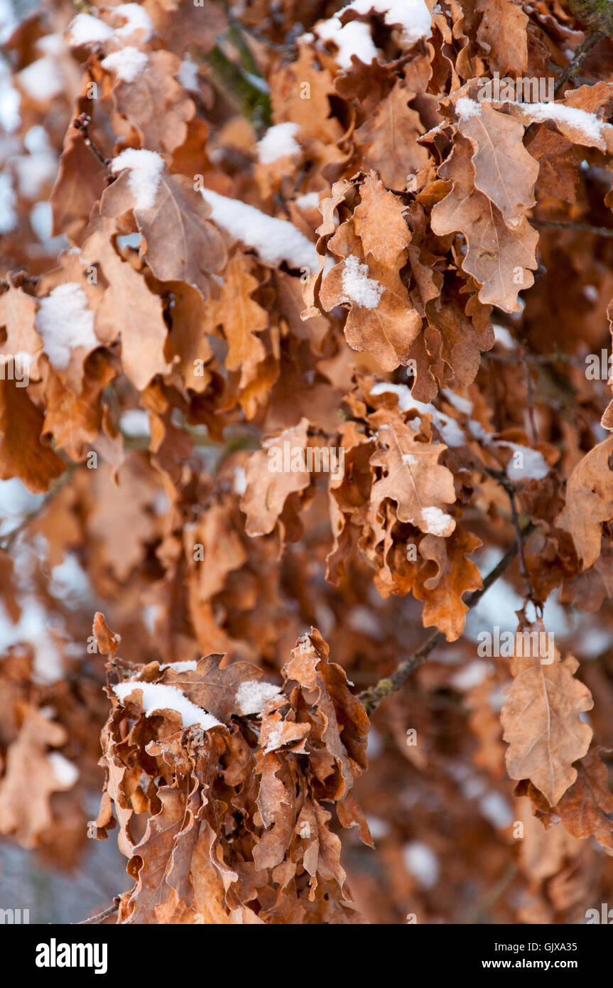 Dry leaves background Stock Photo - Alamy