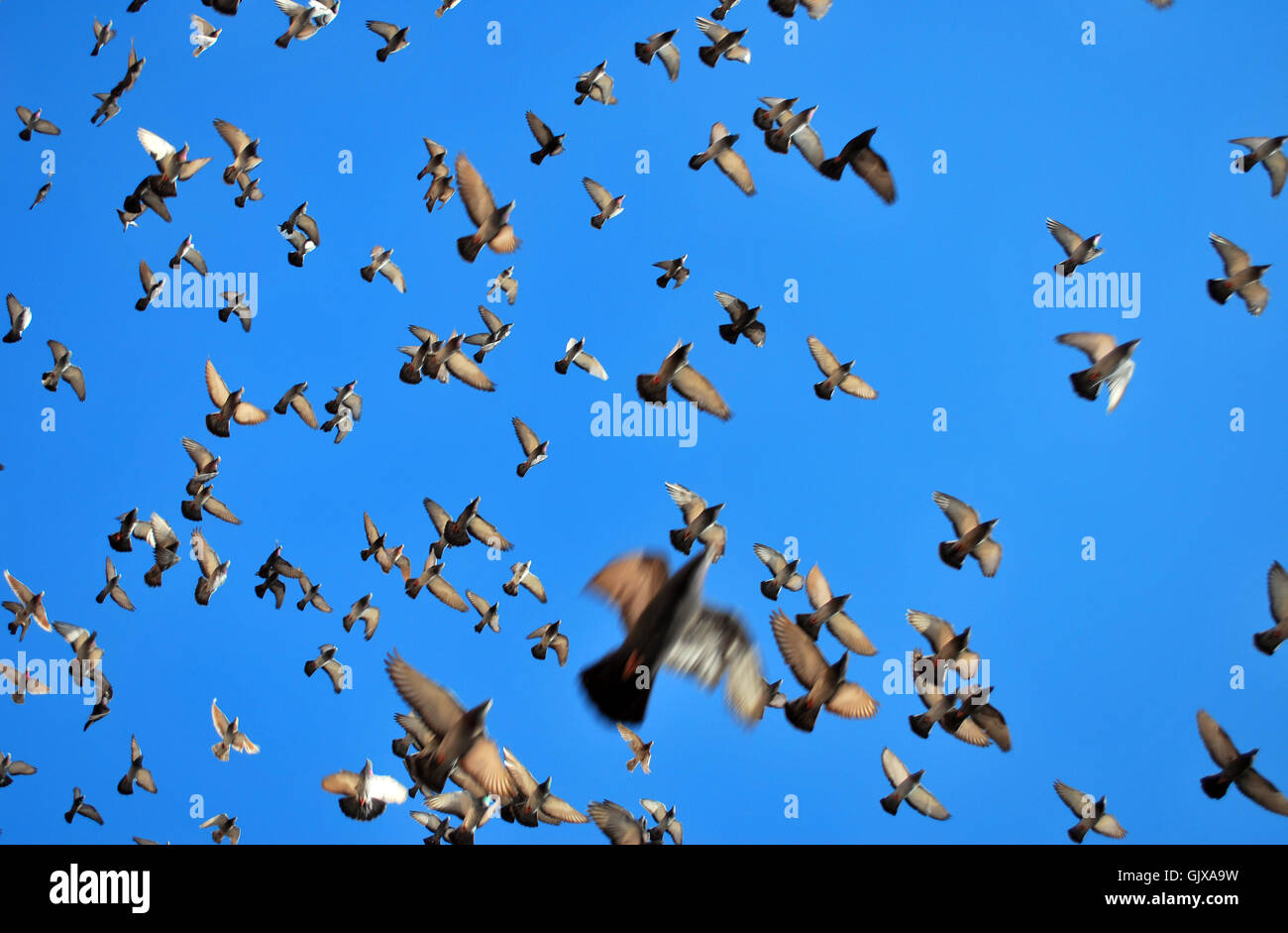 many flying pigeons Stock Photo - Alamy