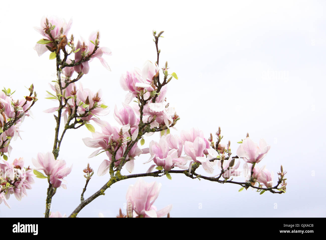 delicate pink shine Stock Photo - Alamy