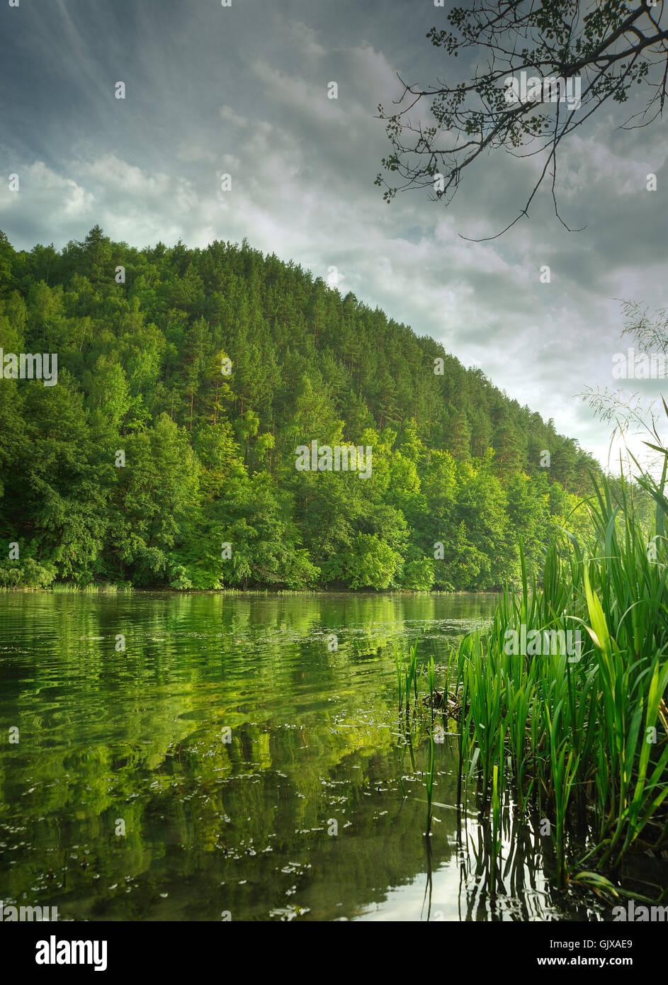Picturesque forest and the river Stock Photo - Alamy