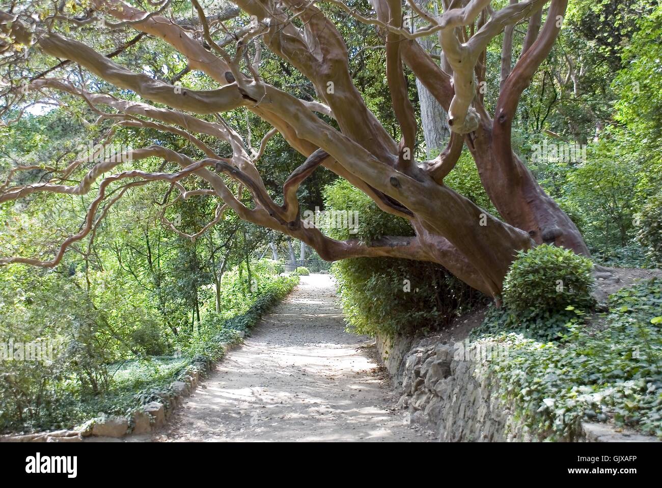 Path in park Stock Photo - Alamy