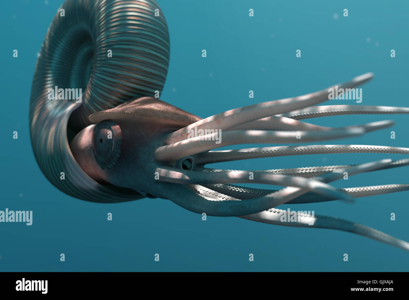 Ammonite hi-res stock photography and images - Alamy