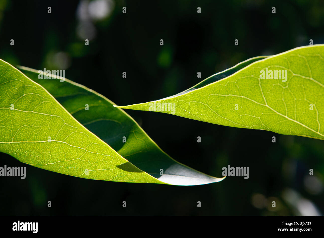 Two foliage leaves hi-res stock photography and images - Alamy