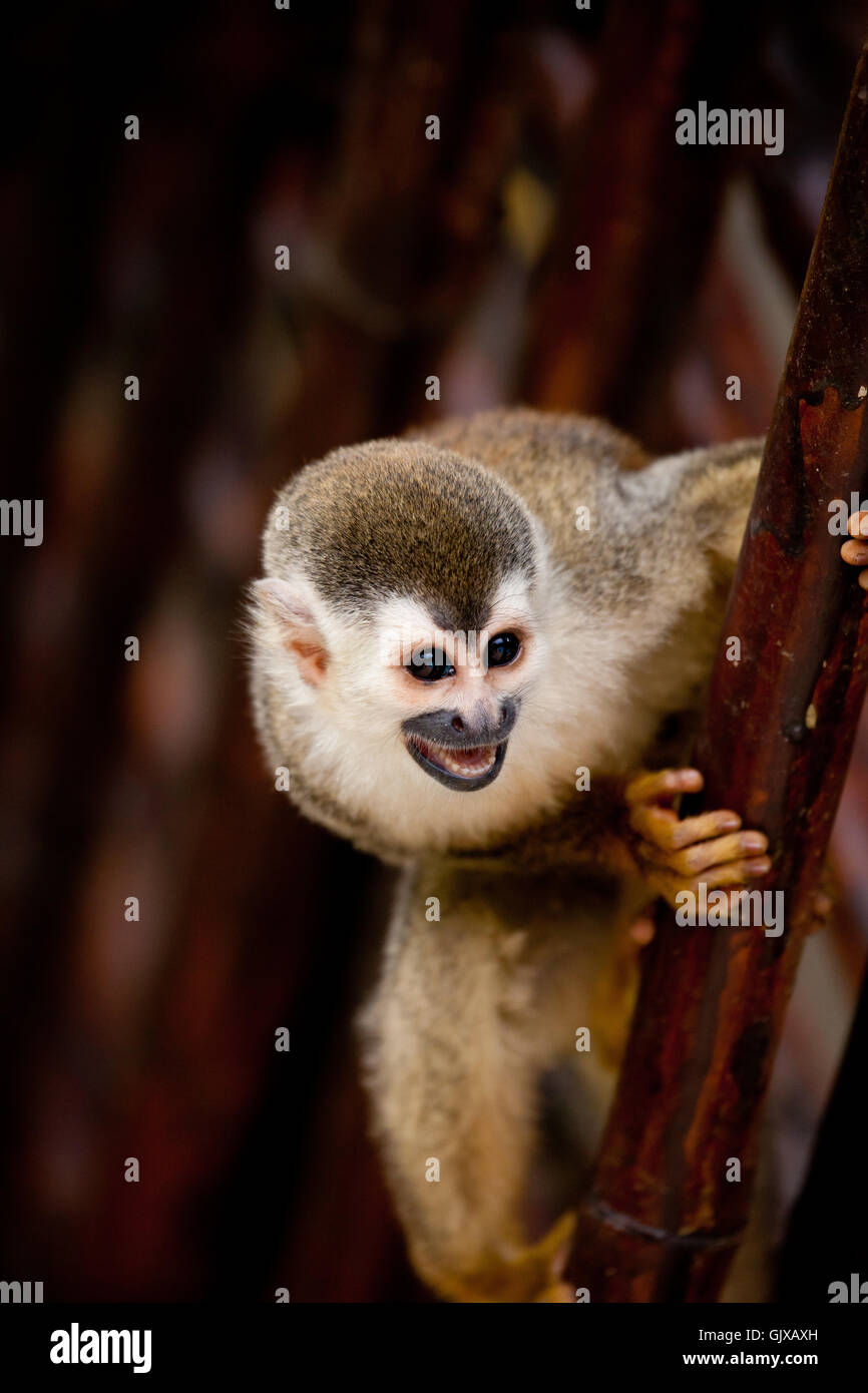 Squirrel monkey mouth open hi-res stock photography and images - Alamy