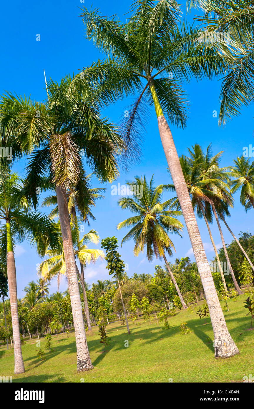 Palm tree garden Stock Photo - Alamy