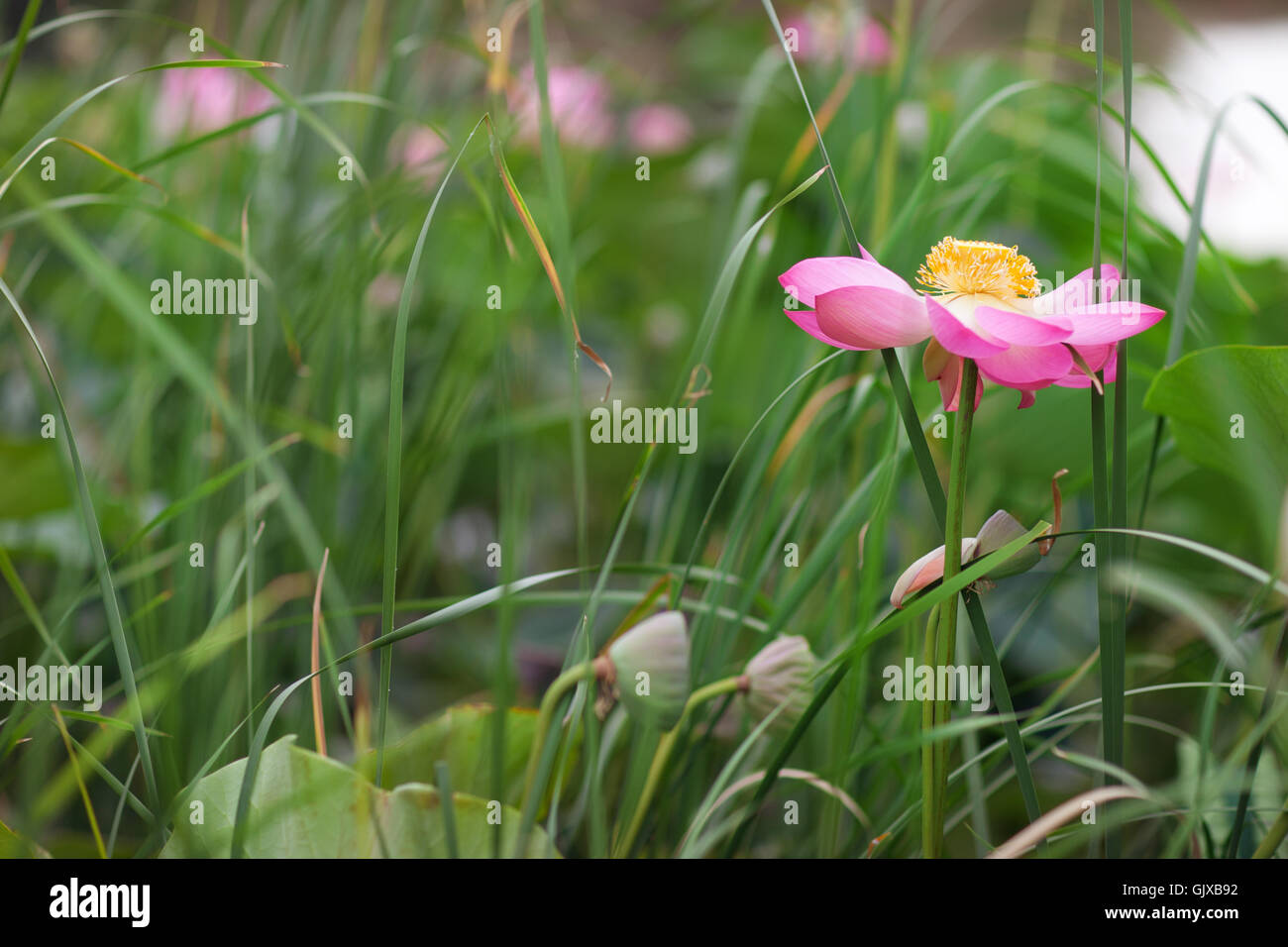 One lotus flower hi-res stock photography and images - Alamy