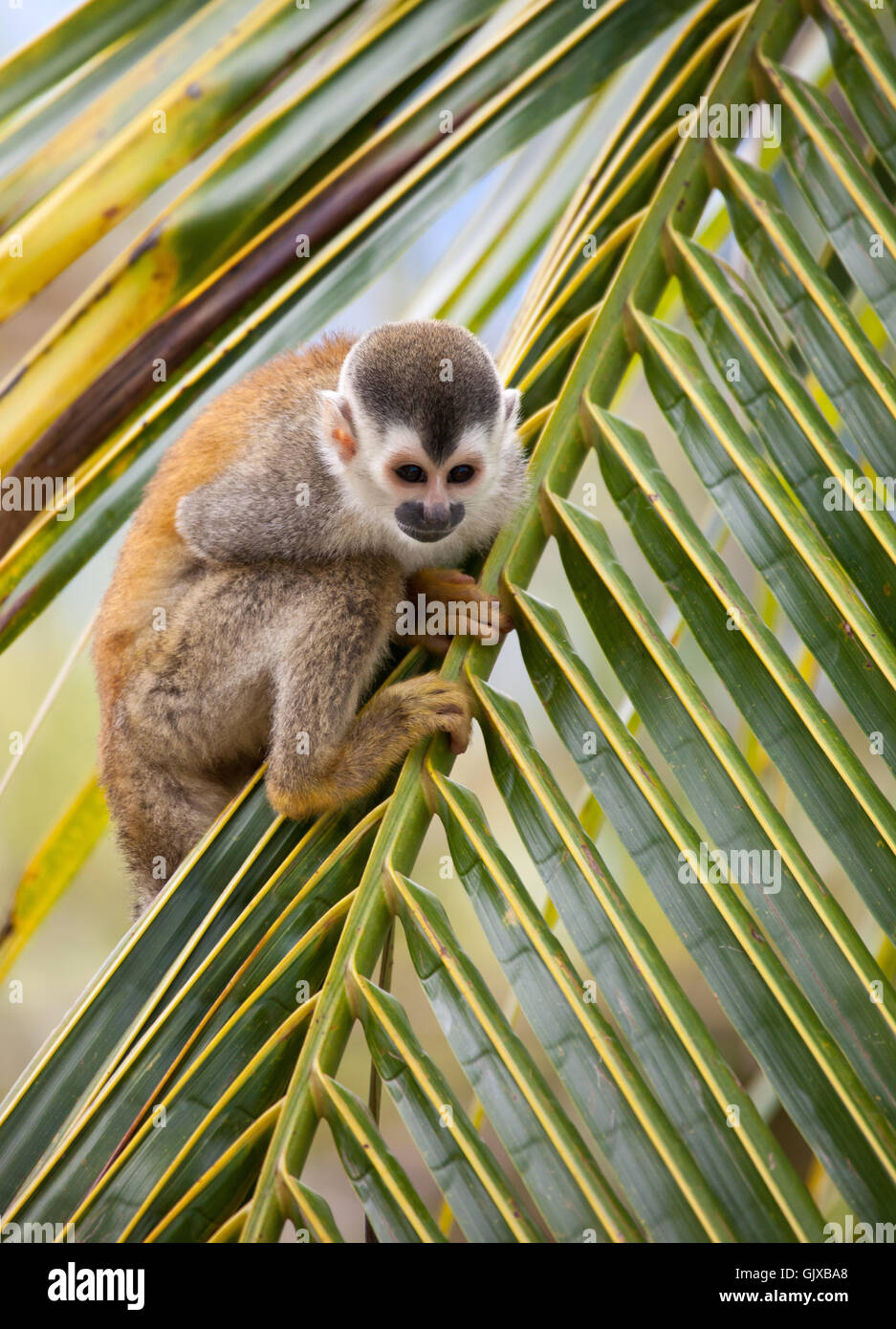 Attentive monkey hi-res stock photography and images - Alamy