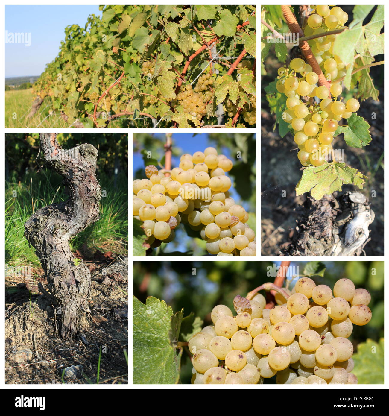 Sunny green grape collage Stock Photo - Alamy