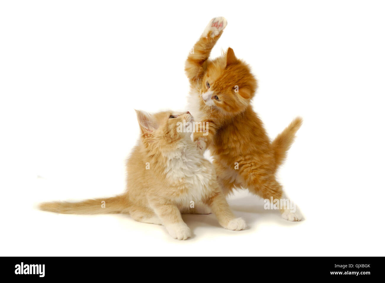Funny cats fighting hi-res stock photography and images - Alamy