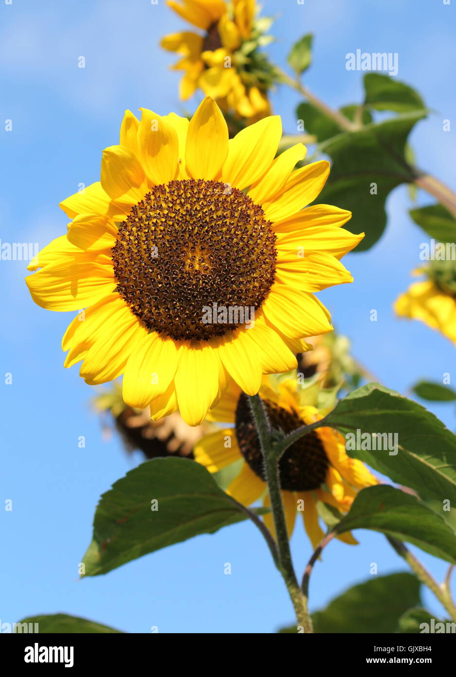 Sunflowers by summer Stock Photo - Alamy