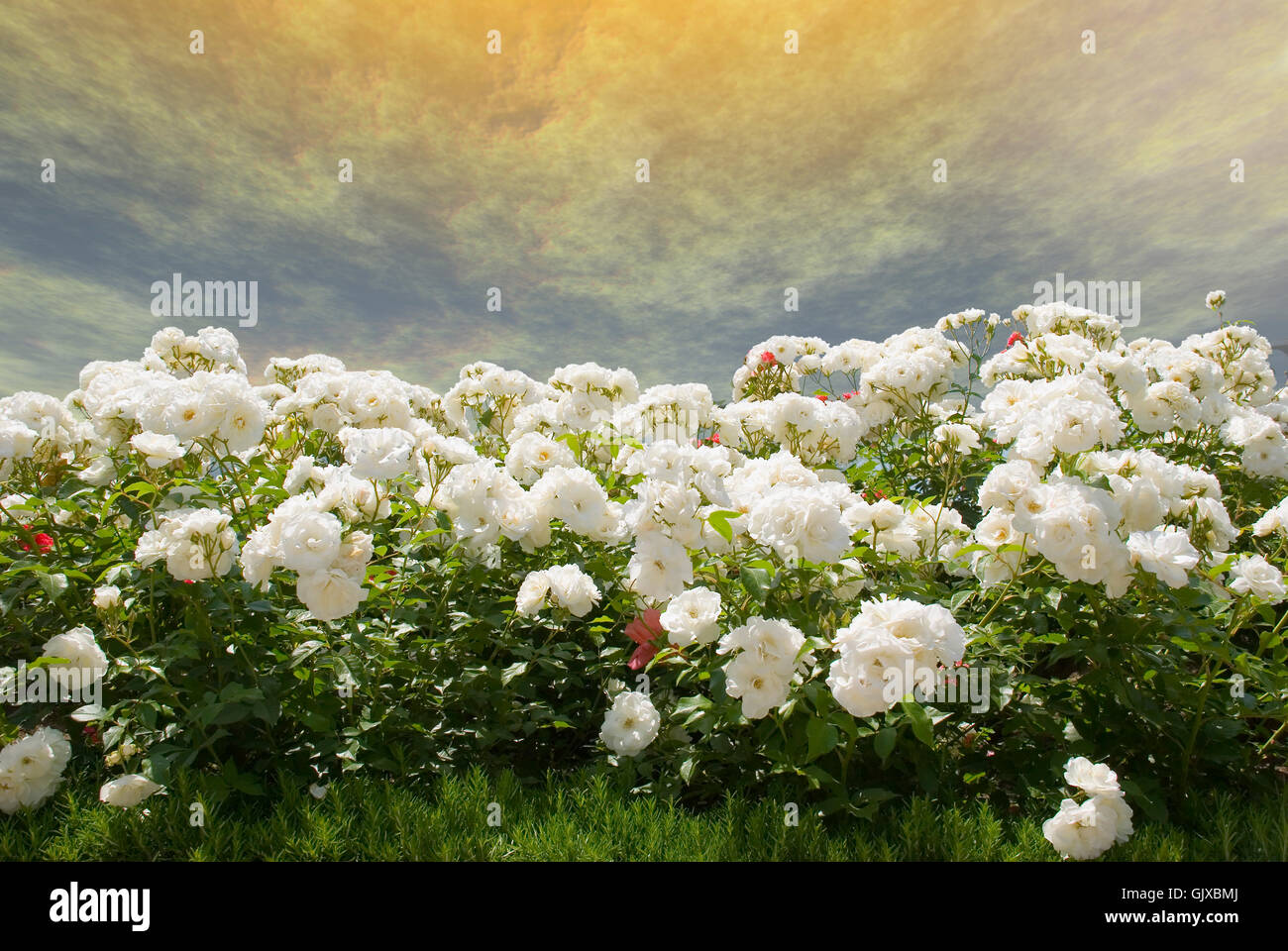 Rose windy hi-res stock photography and images - Alamy
