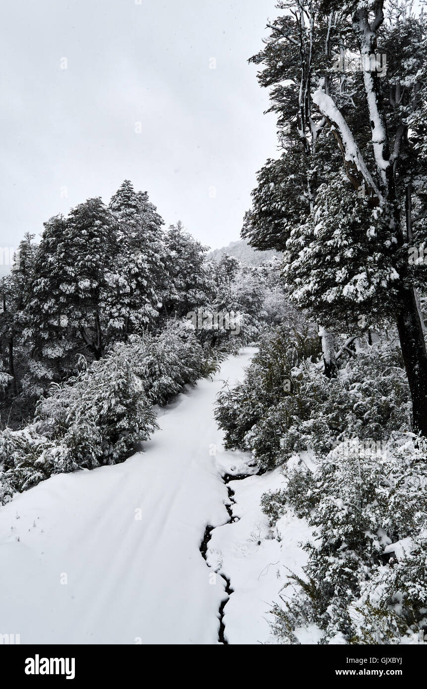 A snowy road surrounded by a beautiful snowy forest viewed while ...