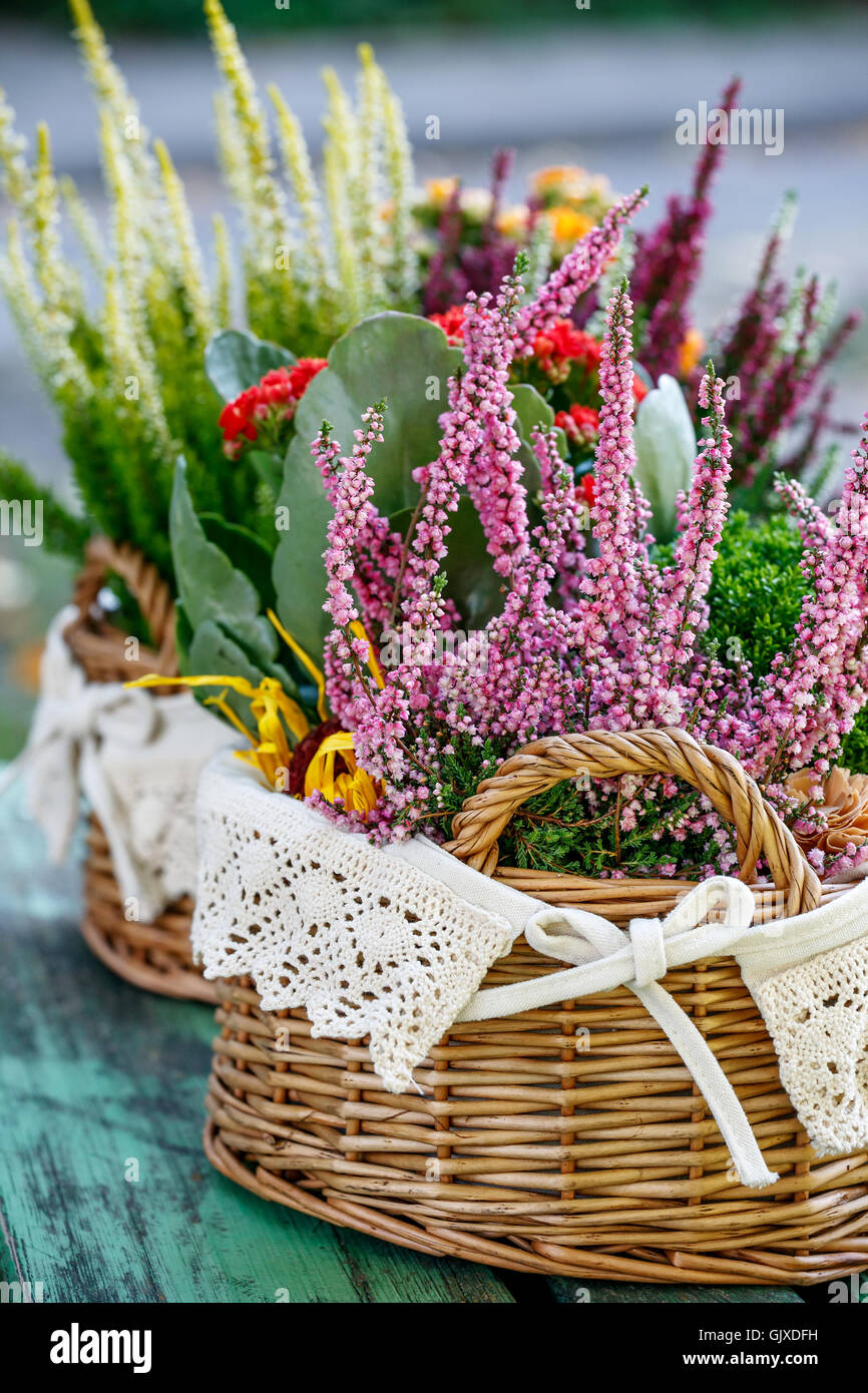 Calluna and kalanchoe in decorative flower pot Stock Photo - Alamy